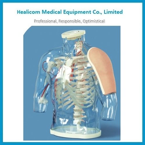 H-H30 Upper Arm Intramuscular Injection and Contrastive Manikin